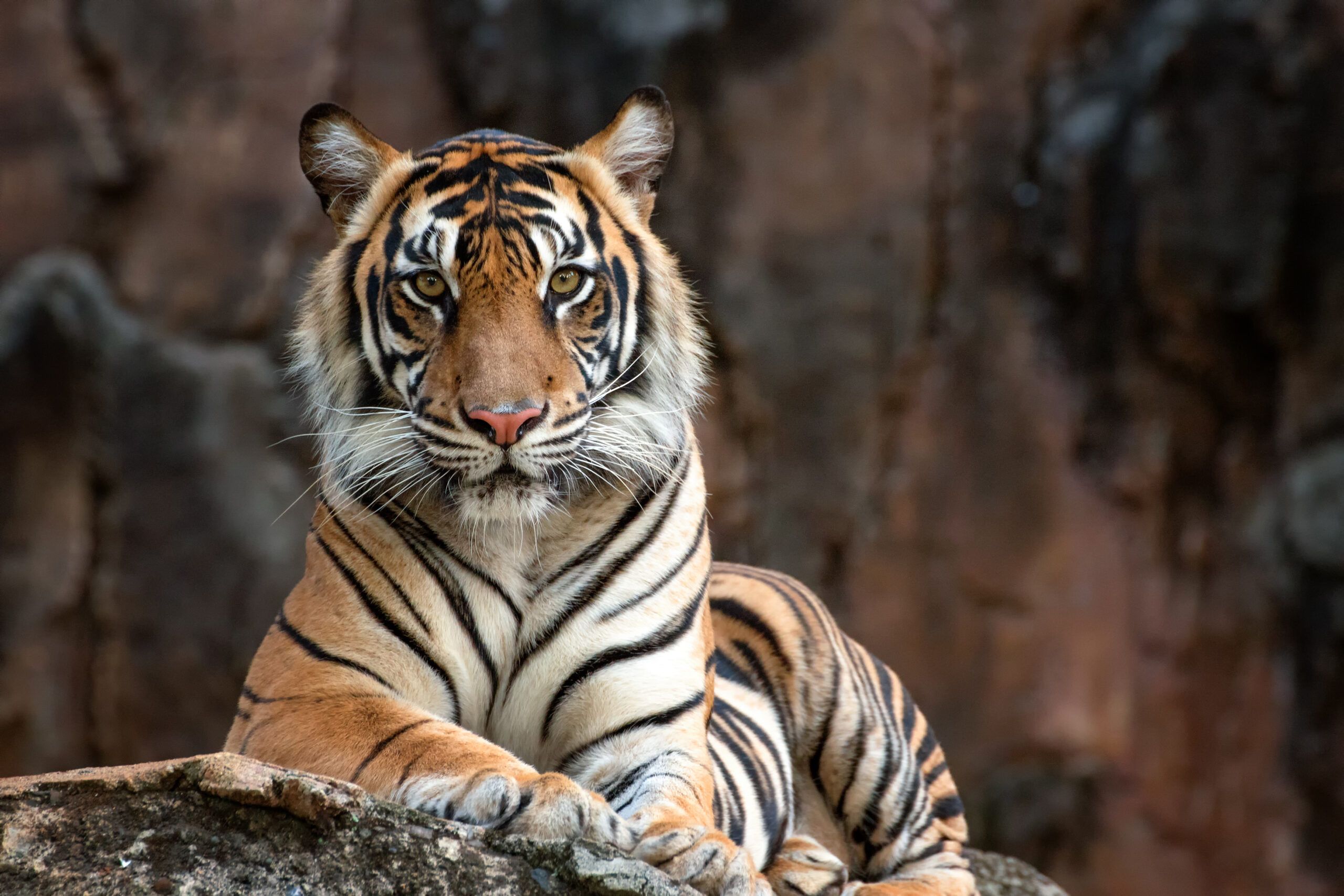 Is 2022 the year of the toothless tiger? - Fund Selector Asia